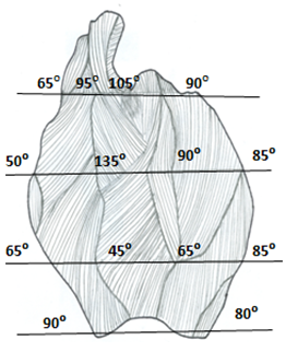 Characterizing Beef Heel Muscle