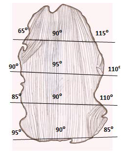 Characterizing Beef Heel Muscle