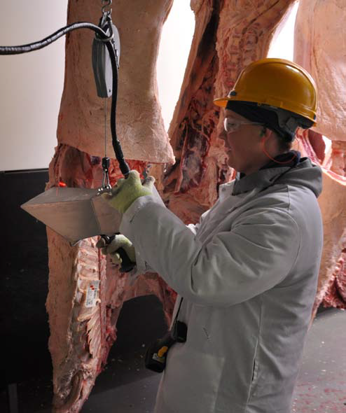 Relationships of USDA Camera Based Quality Grades to Beef Palatability