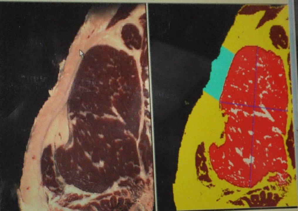 Relationships of USDA Camera Based Quality Grades to Beef Palatability