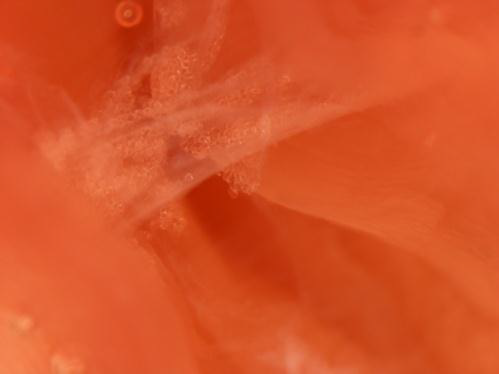 Physiological Mechanisms Regulating Development of Marbling