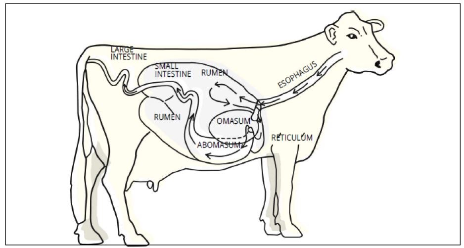 Digestive Systems Of Livestock