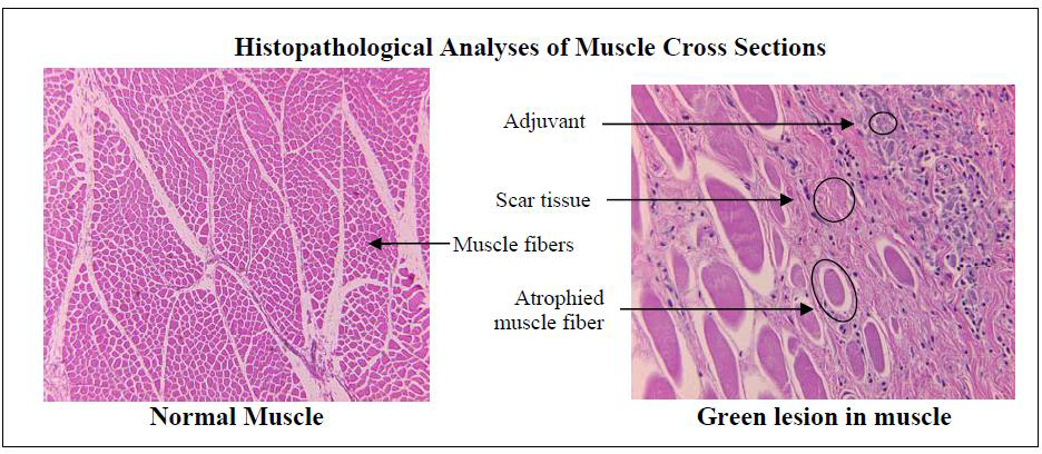 Greening Reaction in Beef Injection Site Lesions