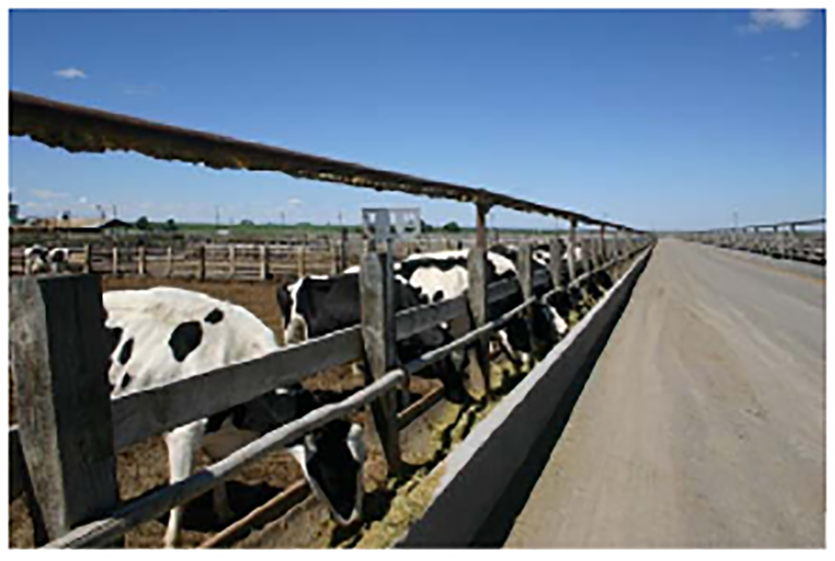 Effects of Beta adrenergic Agonist in Market Dairy Cows