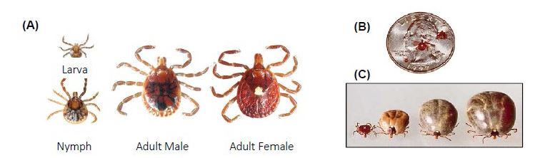 Ticks and Mammalian Meat Allergy