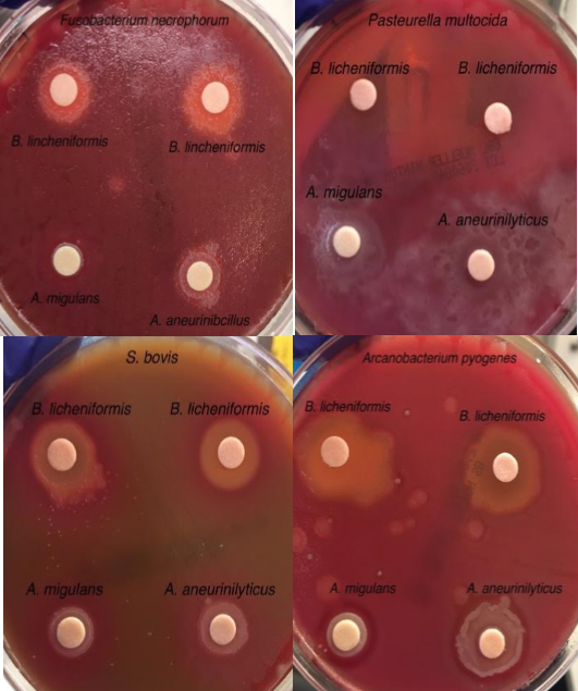 Alternatives to Antibiotics